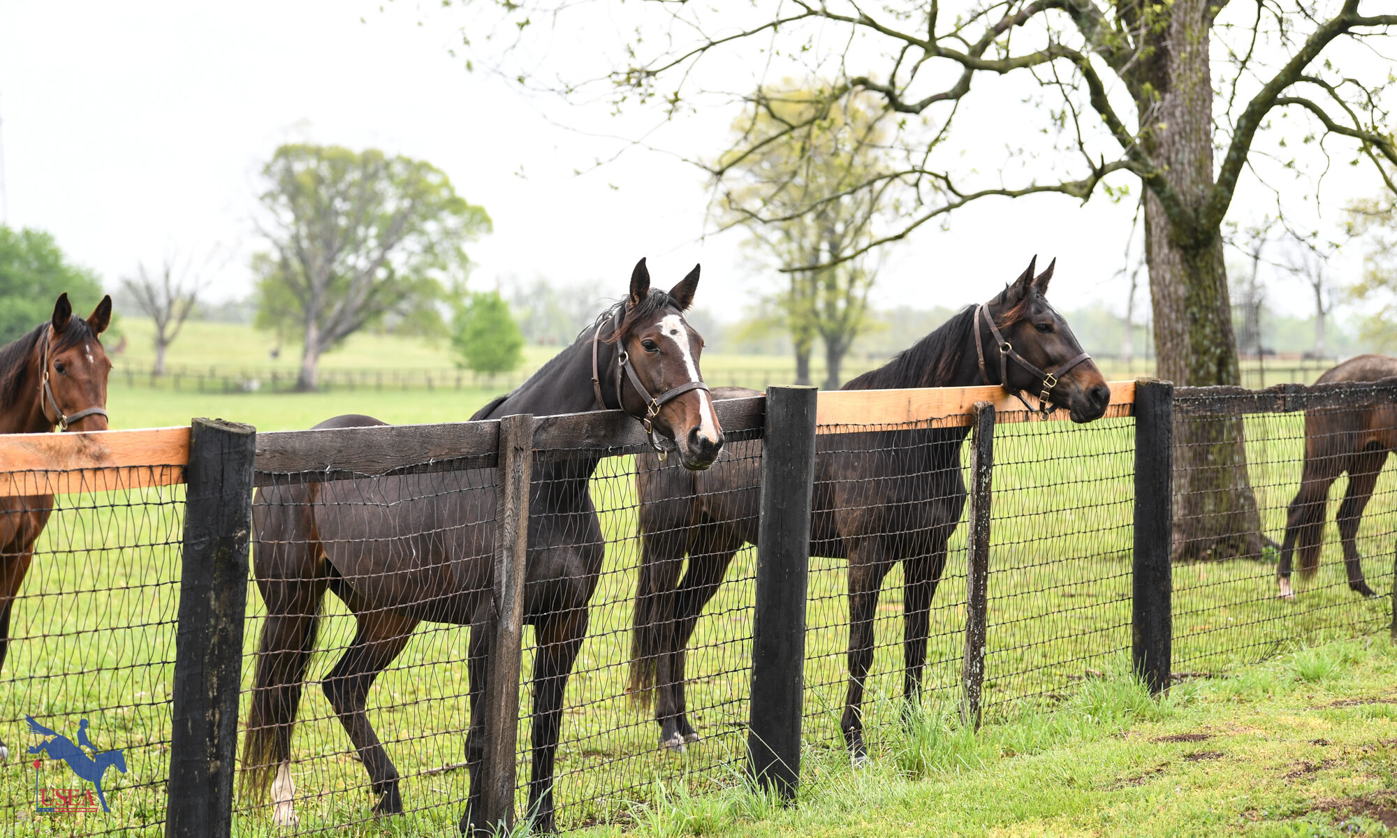 USEA | Equine Stakeholders: The National Animal Health Monitoring…
