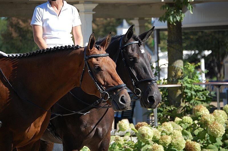 USEA | Wednesday Candids at the Wellpride USEA American Eventing…