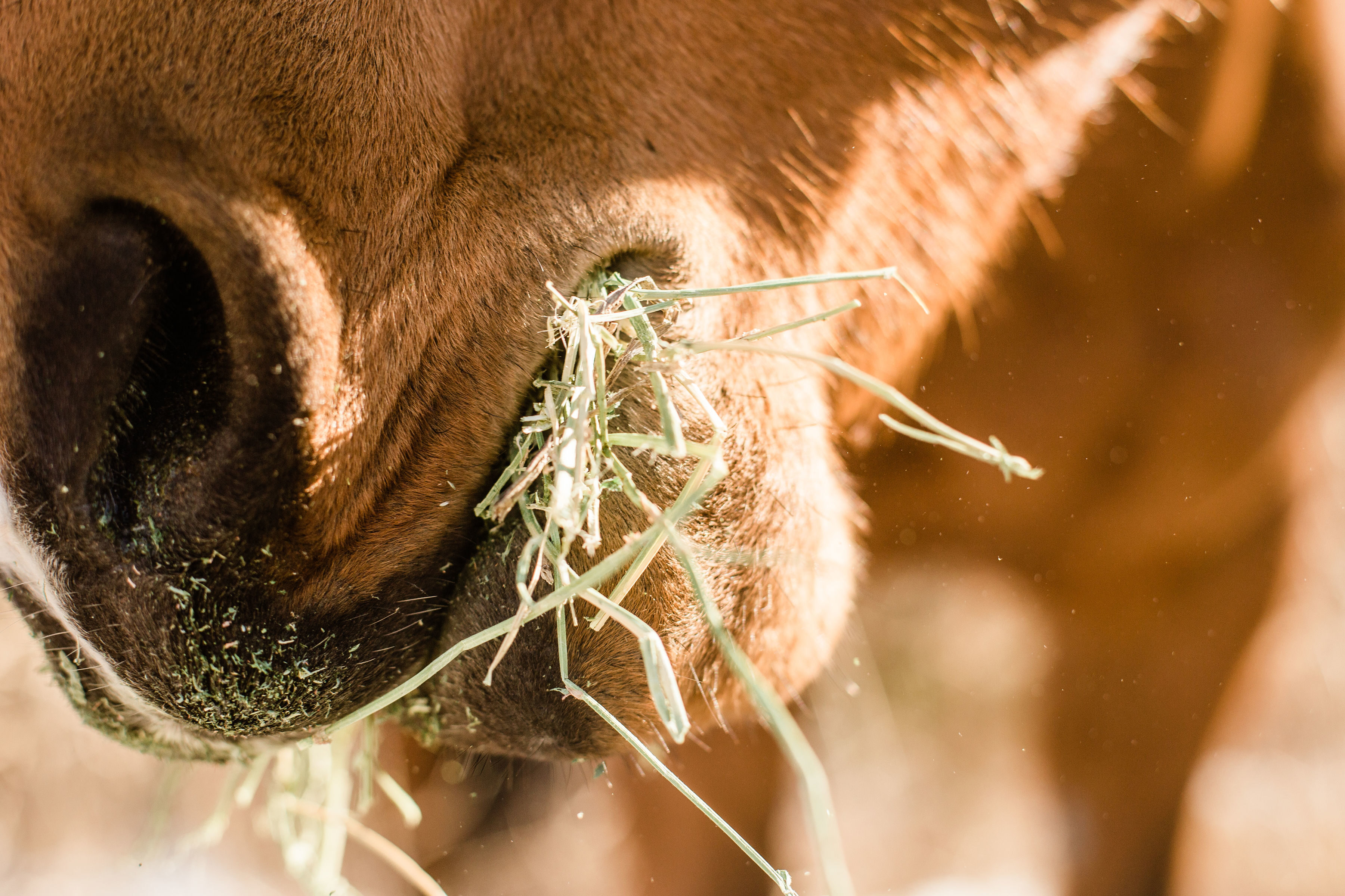 USEA | Hay is For Horses - Seven Important Forage Questions Answered…